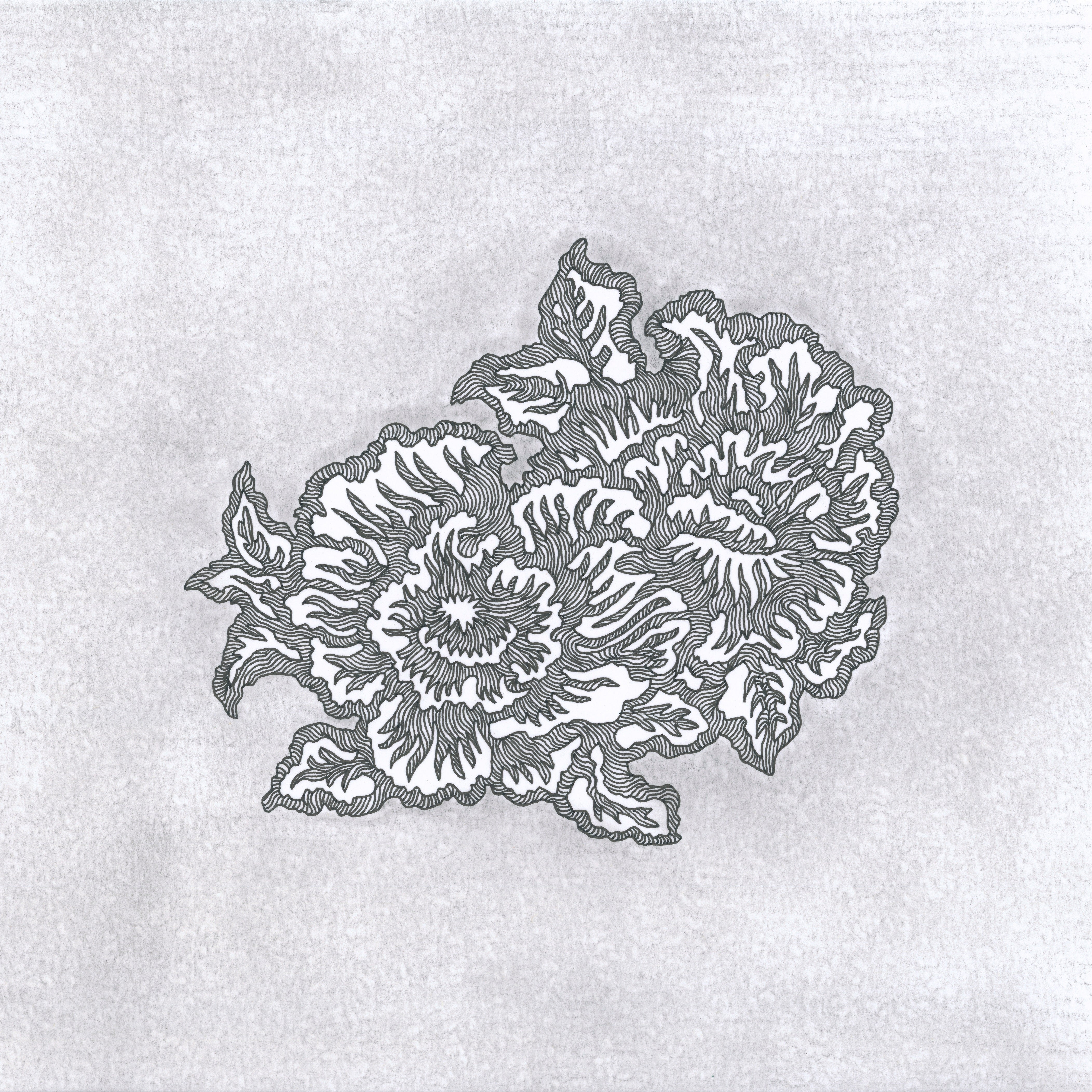 Blooming II – Handcrafted Art Drawing – Maayan Shahar